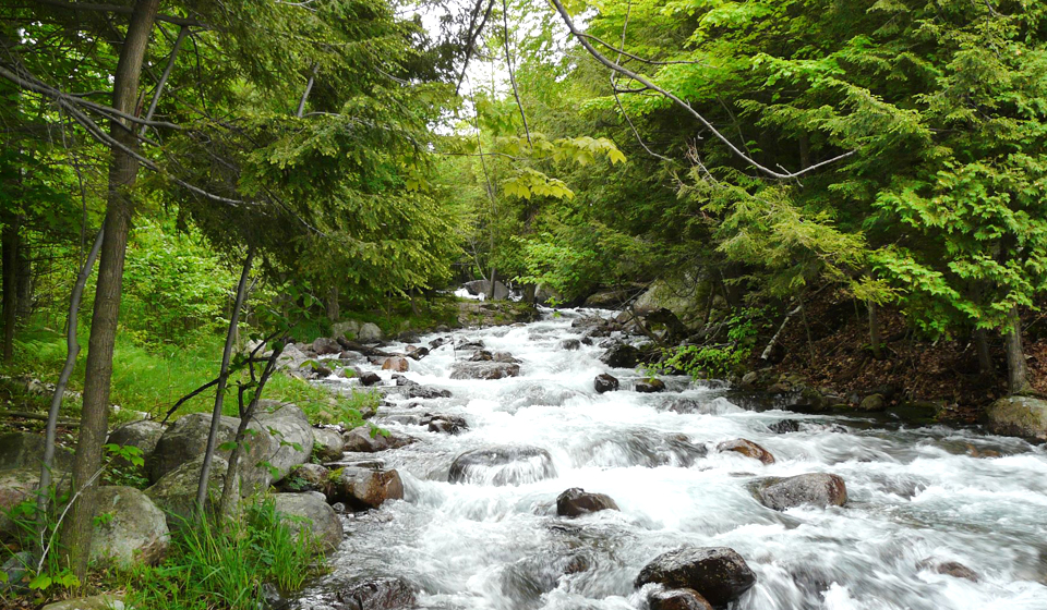 Invasive species action plans | ontario.ca